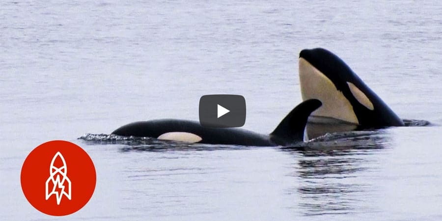 Radio Free Orca: A Broadcast for World Peace